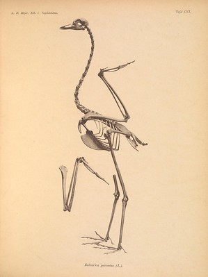 Crane Bird | Types, Appearance & Examples | Study.com