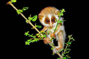 What are Lorises & Galagos? | Study.com