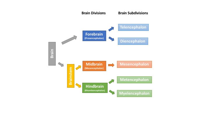 What are the major divisions of the brain? | Study.com