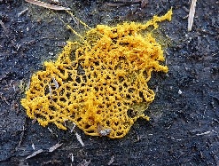 Protist | Classification, Characteristics & Habitat - Lesson | Study.com