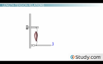 Length-Tension Relationship | Importance & Examples - Lesson | Study.com