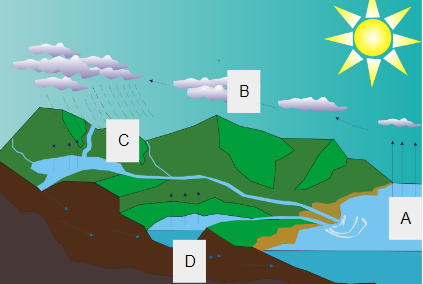 Organizing into Steps the Flow of Water through an Ecosystem Practice ...