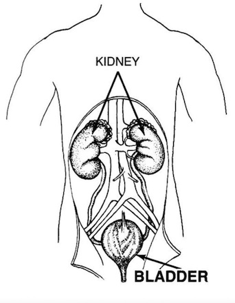 Commonly Confusing Medical Root Words | Terms & Examples - Lesson ...