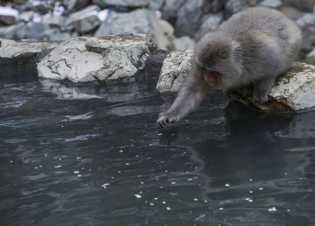 Snow Monkey Facts: Lesson for Kids | Study.com