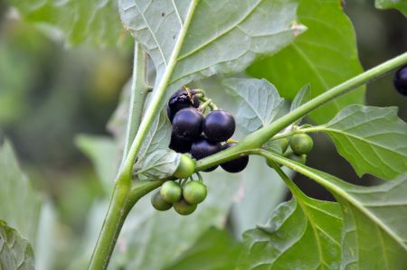 Antipyretic | Definition, Examples & Uses - Lesson | Study.com