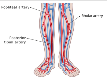 Soleus Muscle | Definition, Function & Anatomy - Lesson | Study.com