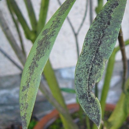 Aphids | Life Cycle & Reproduction - Lesson | Study.com