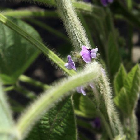 Soybean Plant | Characteristics, Uses & Cultivation | Study.com