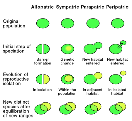 Analyzing How Genetic Variation within a Population Affects Speciation ...