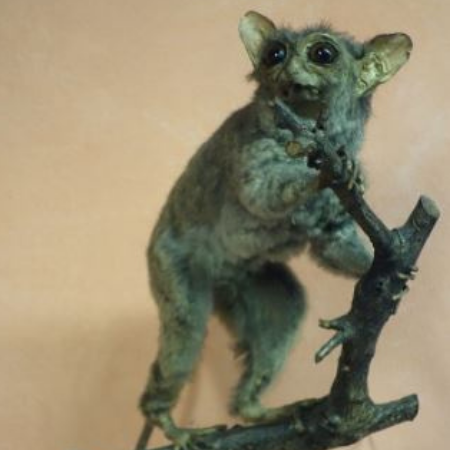 Tarsiers Anatomy, Behavior & Types | Study.com