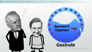 Concentration Gradients, Signaling Molecules & Inhibitors in ...