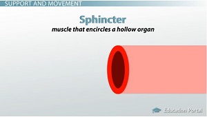 Skeletal Muscle | Function, Location & Structure - Lesson | Study.com
