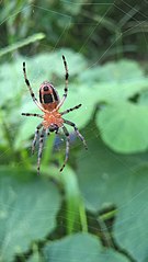 Medical Terms for Phobias | Overview & Examples - Lesson | Study.com