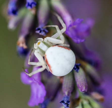 Design by Robert Frost | Summary, Themes & Analysis - Lesson | Study.com