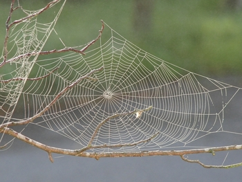 Charlotte's Web Symbolism | Study.com