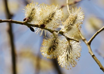 Inflorescence | Definition, Flower & Types - Lesson | Study.com