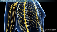 Terminology of Paralysis & Spinal Cord Injuries - Lesson | Study.com