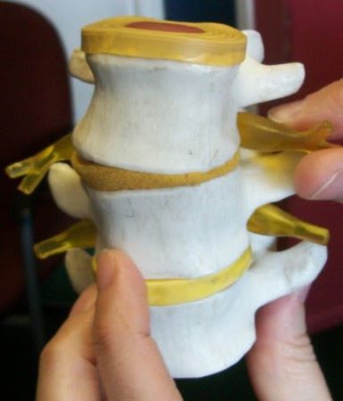 Myotomes Chart, Extremities & Testing - Lesson | Study.com