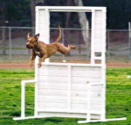 Associative Learning Concept & Examples | What Is Associative Learning ...