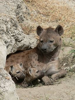 Social Behavior in Animals | Examples & Benefits | Study.com