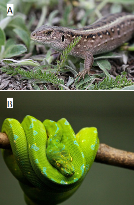 Reptiles | Definition, Characteristics & Types - Lesson | Study.com