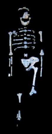 Lucy, the Australopithecus | Age, Death & Fossil | Study.com