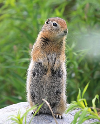 Hibernation Definition, Process & Purpose - Lesson | Study.com