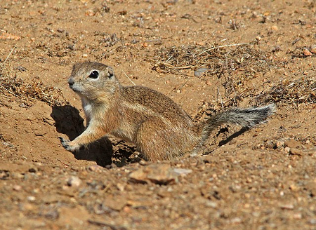 Ecological Speciation Definition & Examples - Lesson | Study.com