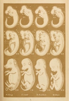 Chordata | Definition, Characteristics & Habitat - Lesson | Study.com