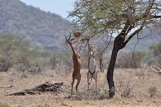 Gerenuk Characteristics, Habitat & Fun Facts | Study.com