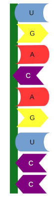 Using Findings by Franklin and Watson & Crick to Analyze a Model of the ...