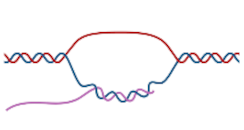 Using Findings by Franklin and Watson & Crick to Analyze a Model of the ...