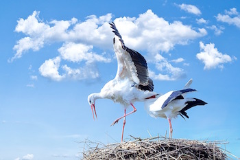 Stork Facts: Lesson for Kids | Study.com