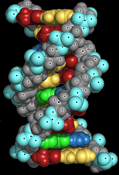 DNA Discovery | Overview & Structure Models | Study.com
