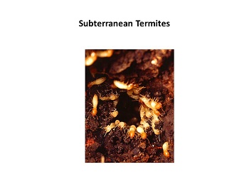 What are Subterranean Termites? | Study.com