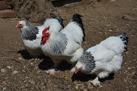 ZW Sex Determination in Birds & Insects - Lesson | Study.com