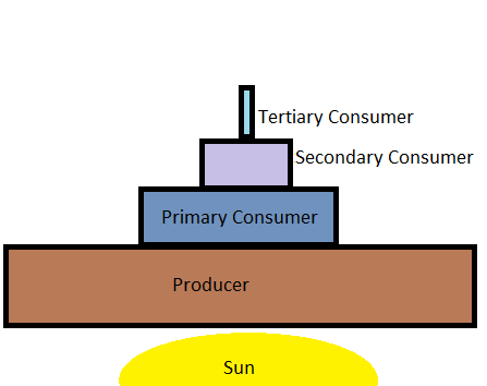 Using Mathematical Models to Describe Energy Flow between Trophic ...