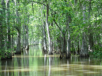 Freshwater Habitats Lesson For Kids Study Freshwater Habitats Lesson For Kids Study
