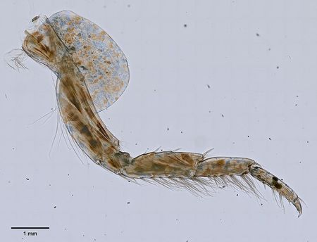 Locomotion in Animals | Definition, Types & Importance - Lesson | Study.com