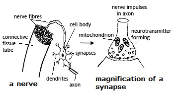 Neurological Disorders: Biological & Psychological Factors | Study.com