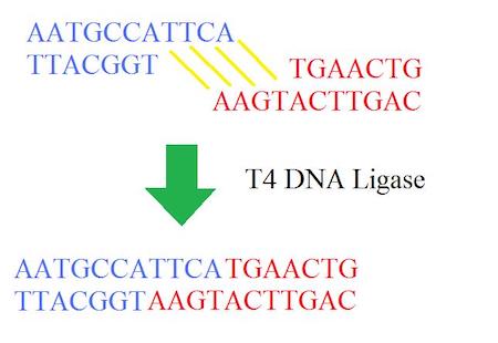 DNA Ligase Function, Genetic Engineering & Restriction Enzymes - Lesson ...