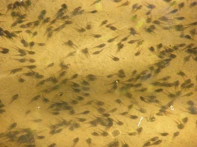 Tadpoles | Definition, Development & Life Cycle - Video & Lesson ...