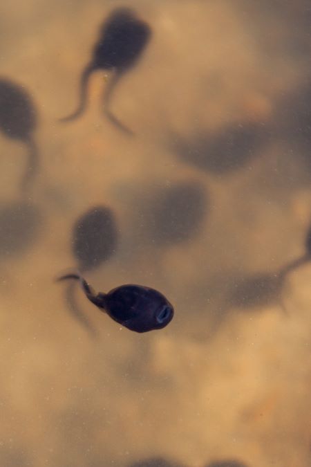 8 Characteristics of Life in Biology | Properties & Examples - Lesson ...