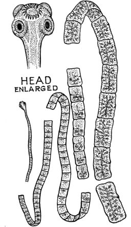 Acoelomate | Definition, Example & Characteristics - Lesson | Study.com