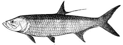 Tarpon Facts, Types & Characteristics | Study.com