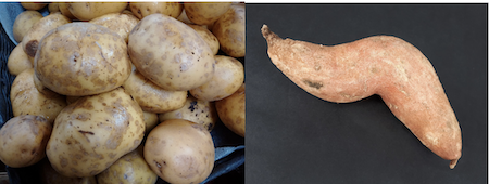 Comparing Homologous and Analogous Structures Practice | Biology ...