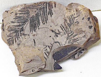 Demonstrating how fossils Support the Theory of Evolution Practice ...