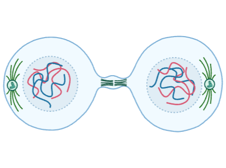 Using a Model to Describe the Steps of Mitosis Practice | Biology ...