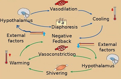 Concept Map | Definition, Design & Examples - Lesson | Study.com