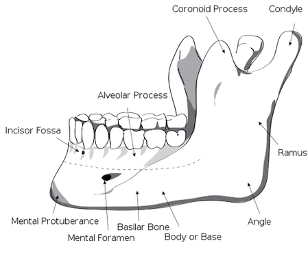Temporalis Muscle | Origin, Insertion & Function | Study.com